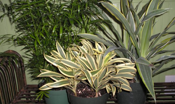Hearty Houseplants Green Up The Hamptons - Hamptons.com