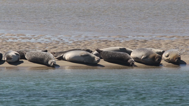 Seal Watching Cruises Offered Out Of Hamptons Marine Station - Hamptons.com