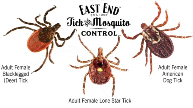 The Warm Weather Is Here…And So Are The Ticks! - Hamptons.com