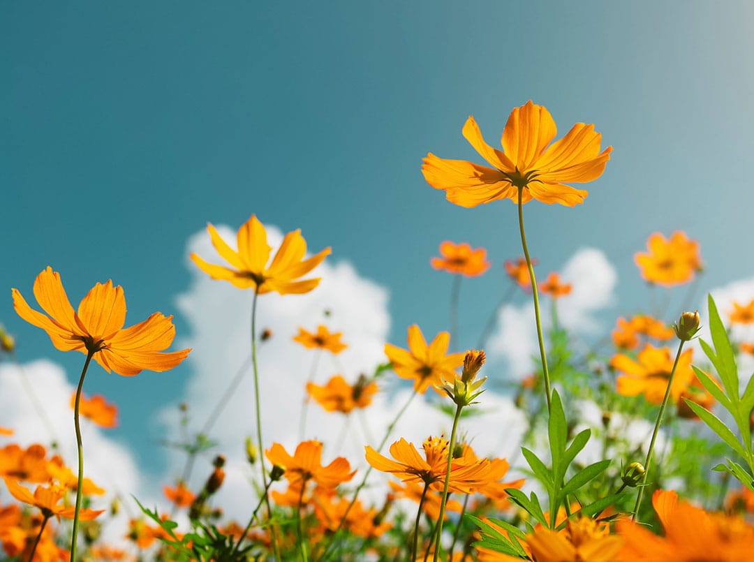 Sixty-Something: It’s Time To Smell The Flowers In The Hamptons ...