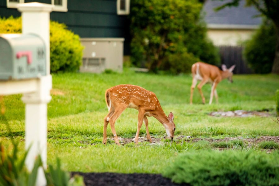 Deer, Deer, Everywhere - Hamptons.com