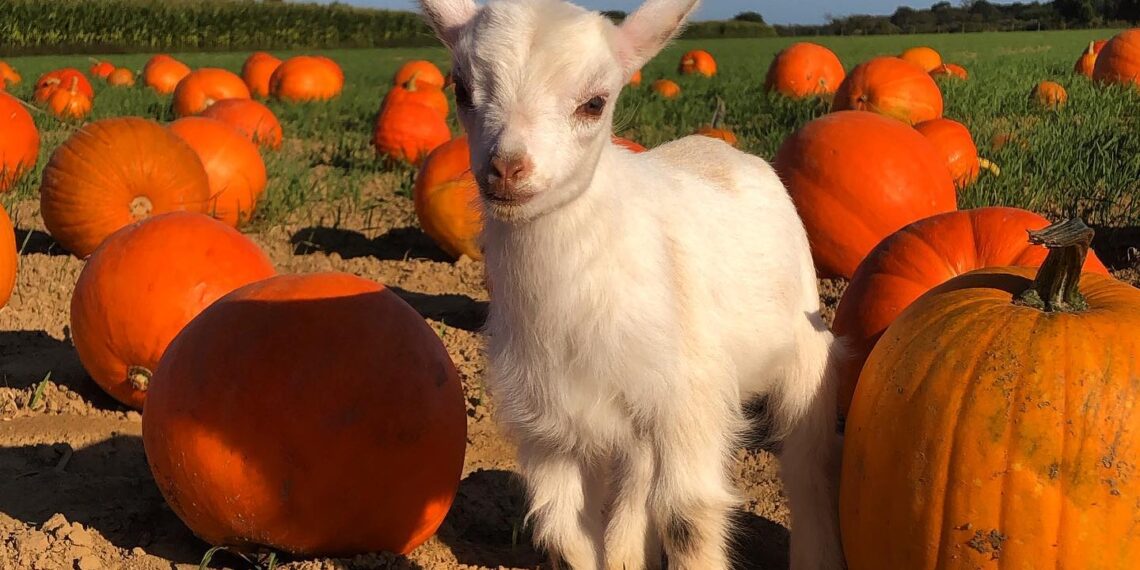 All Live Cameras - Hamptons.com