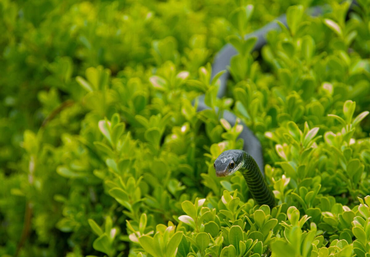 Black Racer Snake Walk and Talk with Jake - Hamptons.com