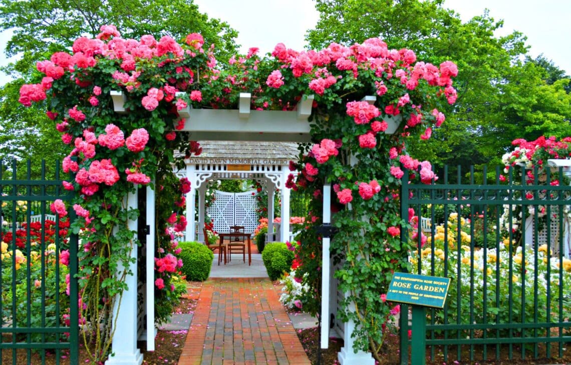 Southampton Village Rose Day and Rose Show 2023 - Hamptons.com