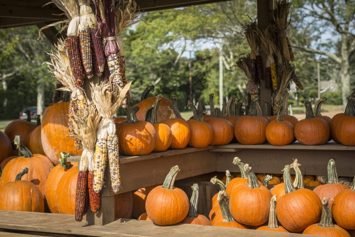 Top Hamptons Events This Columbus Day Weekend! - Hamptons.com
