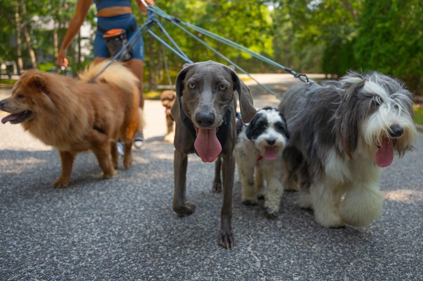 The Woof Pack That’s Taking Over The Hamptons - Hamptons.com