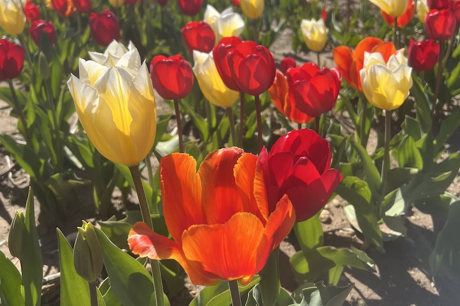 Top Hamptons Events This Weekend – May 17th, 2024 - Hamptons.com