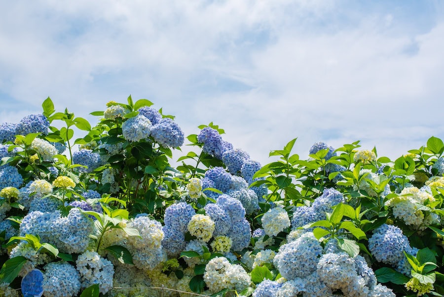 Top Hamptons Events This Weekend: June 7th, 2024 - Hamptons.com