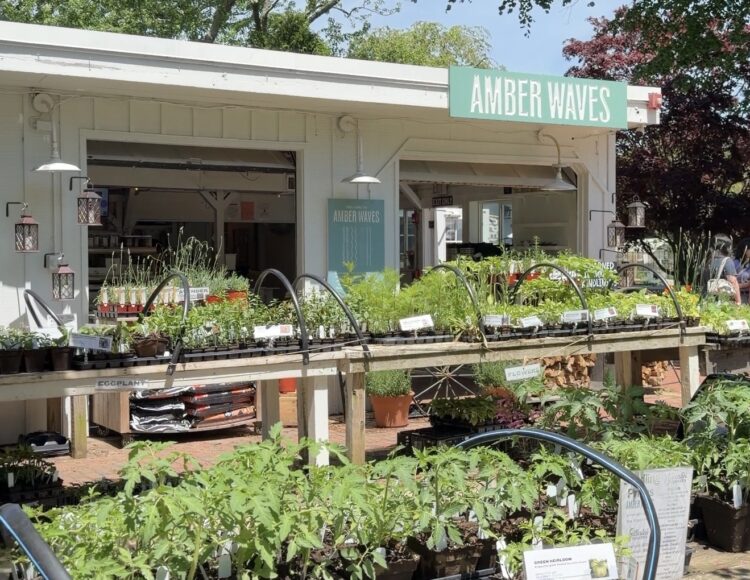 Amber Waves Farm: Food, Farming, and Community - Hamptons.com